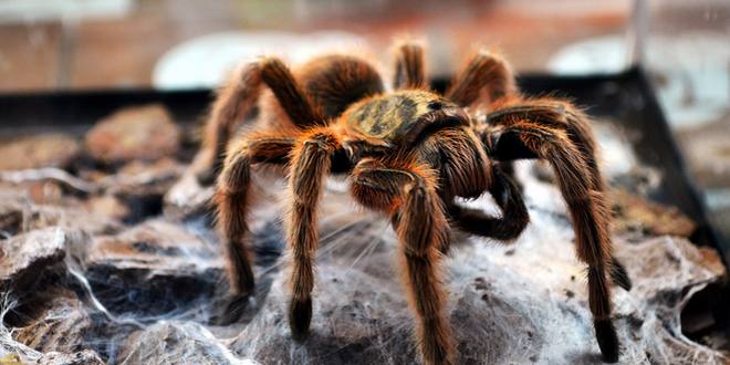 Delta calls off flight after finding Tarantula on-board - Traveler's ...
